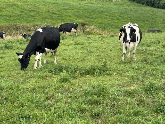Computer Split Friesian/Crossbred Herd