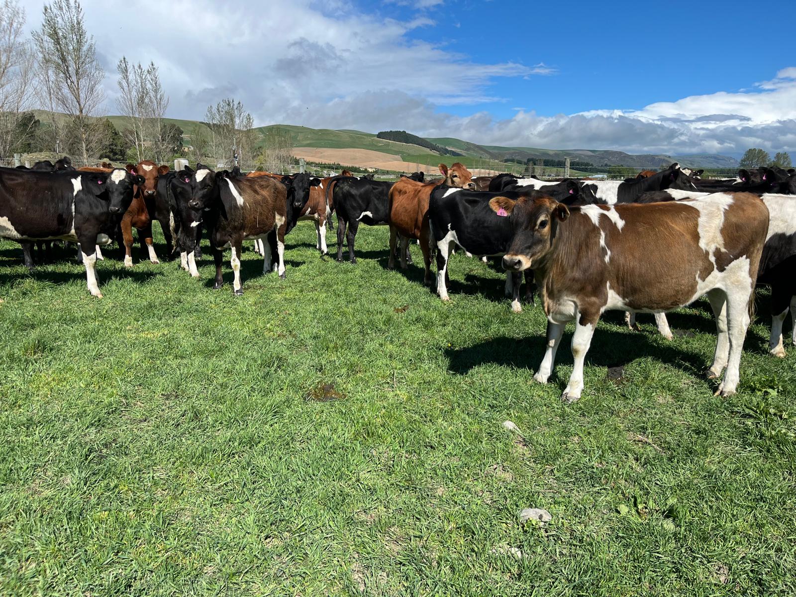 Top Shelf Capital Line of Crossbred IC Heifers