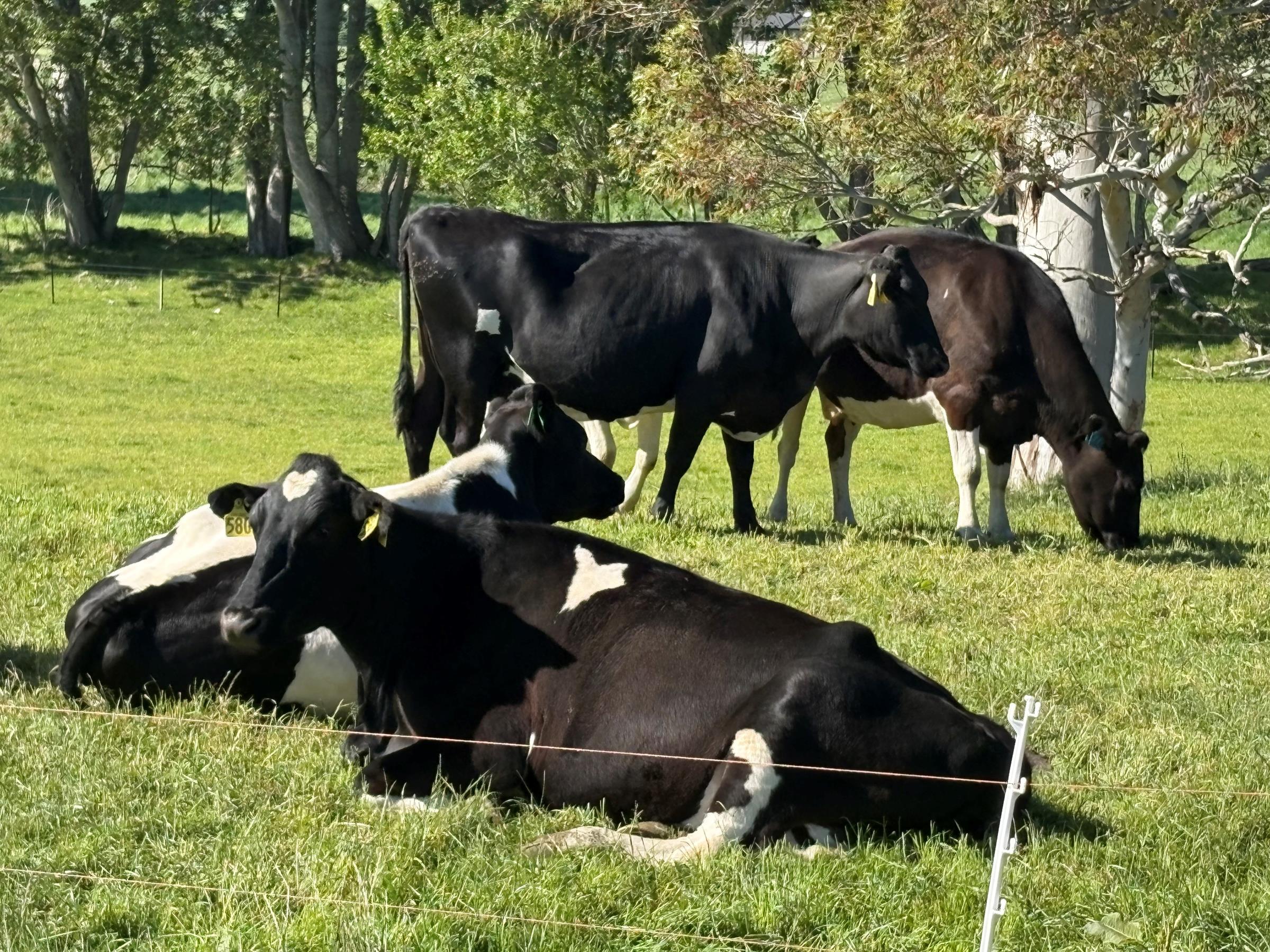Friesian to Black Carry Over Cows