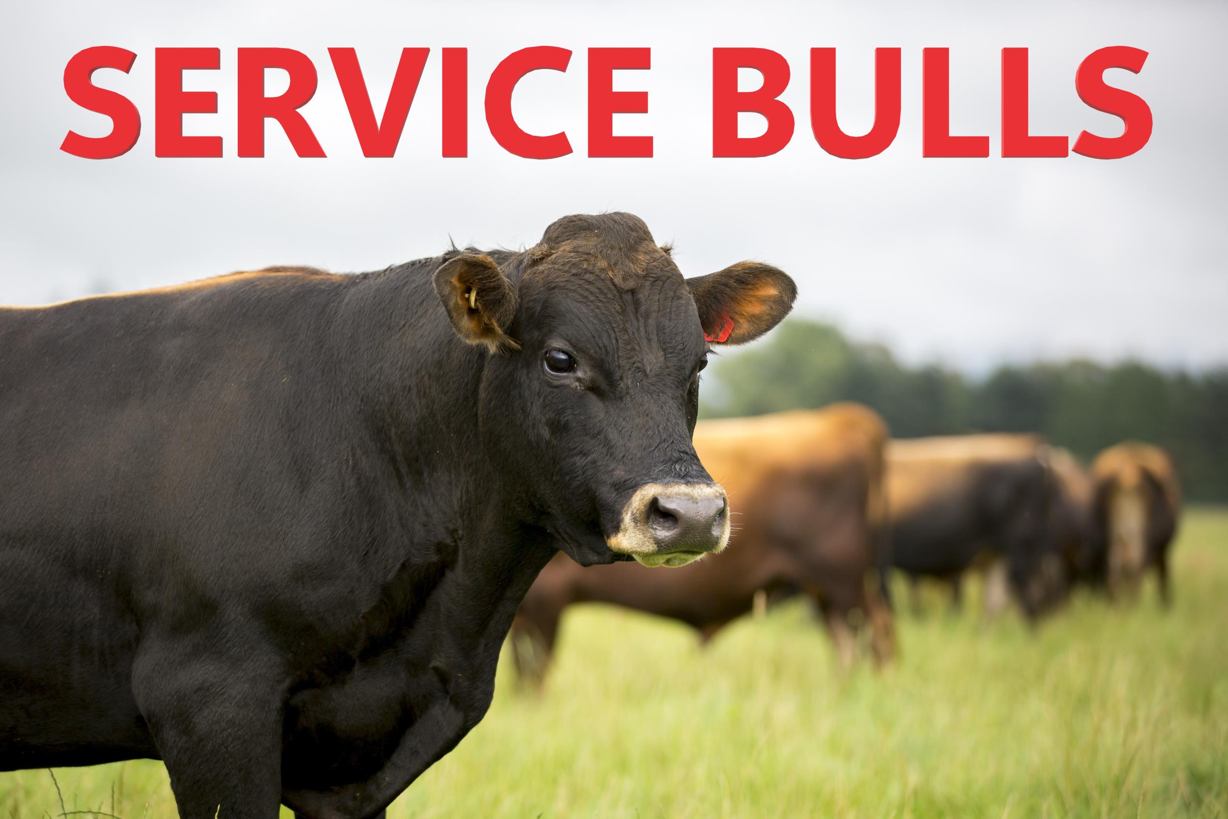 Service Bulls Available For 2025 Mating Season